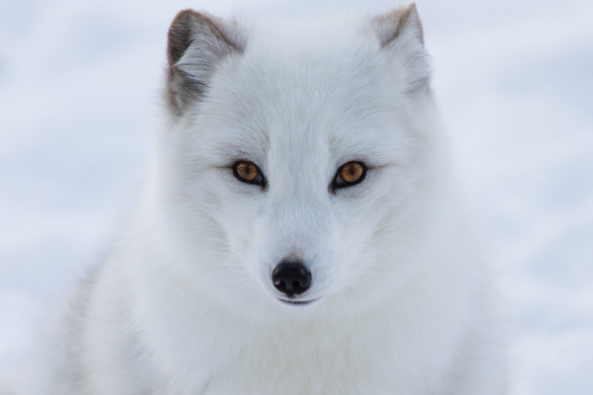 Arctic Fox Arctic Genomics Arctic Fox Arctic Genomics